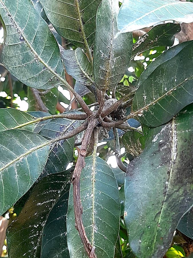The Tips of the Leaves Infested with Mealy Bugs Stock Image - Image of ...
