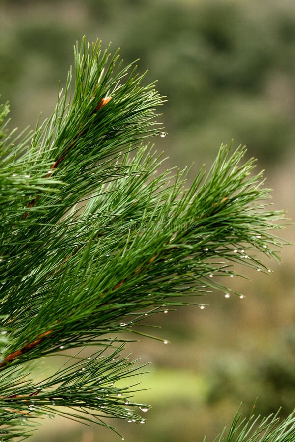Tip of the Branches of a Pine in a Forest Stock Photo - Image of spike ...