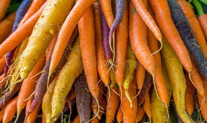 Tips of Many Carrots stock image. Image of health, market - 160354041