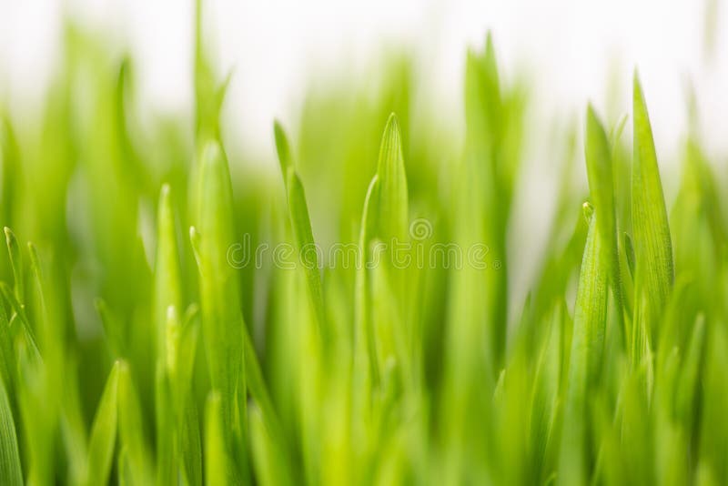 Tips of young green grass stock photo. Image of grass - 235636482