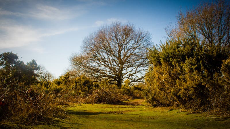 Tiptree Heath stock image. Image of trees, heath, tiptree - 52573891