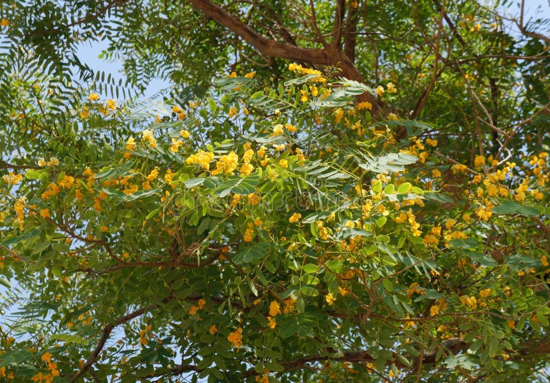 Tipuana tipu tree in bloom stock photo. Image of tipu - 54086396