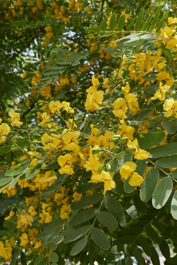 Tipuana tipu tree in bloom stock photo. Image of ornamental - 253282604