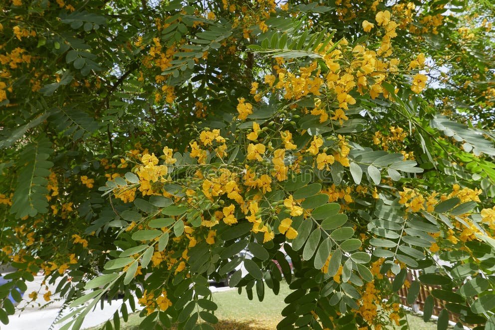 Tipuana tipu tree in bloom stock photo. Image of bloom - 253282594