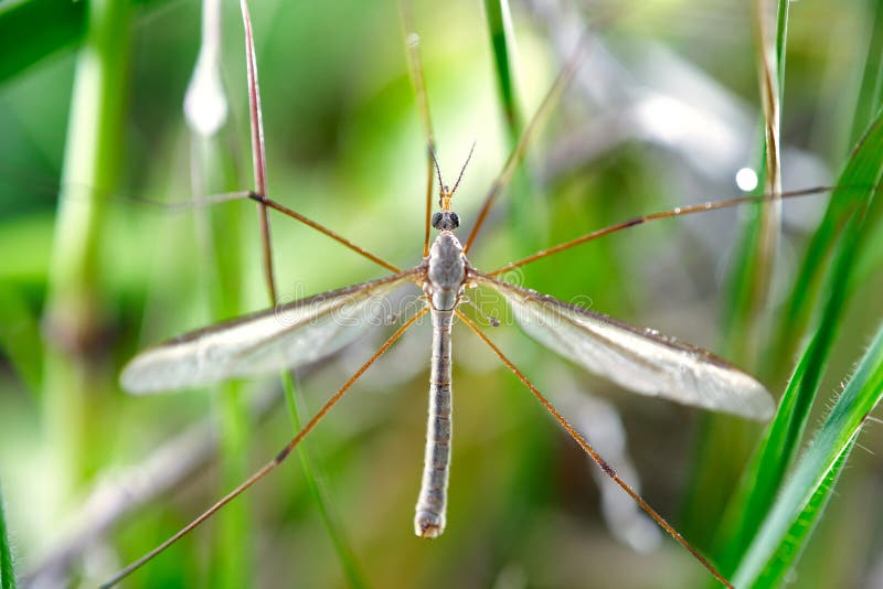 Tipula of the gardens stock image. Image of wing, black - 271945949