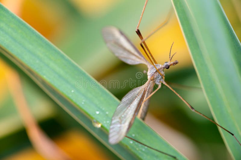 Tipula of the gardens stock image. Image of brown, sharpened - 271945973