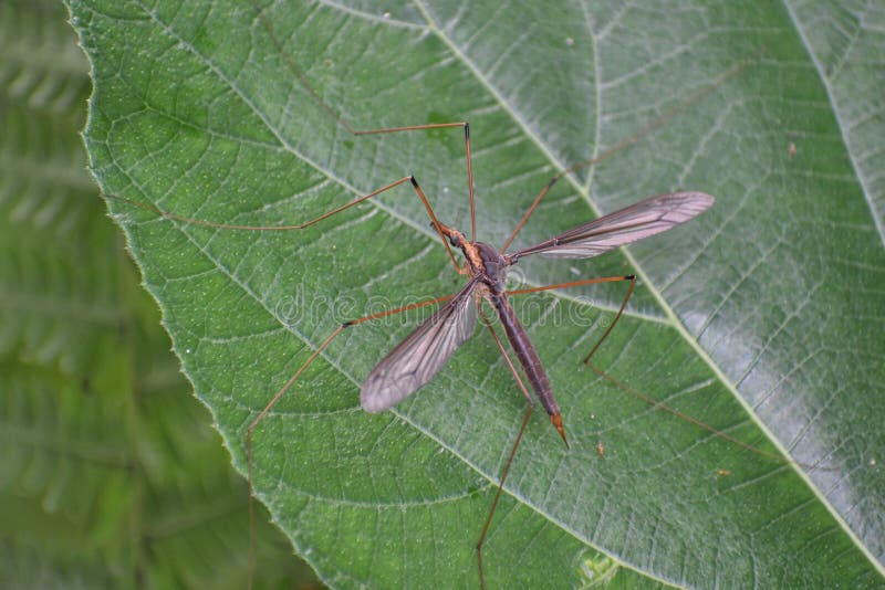 Lunainsects Stock Photos - Free & Royalty-Free Stock Photos from Dreamstime