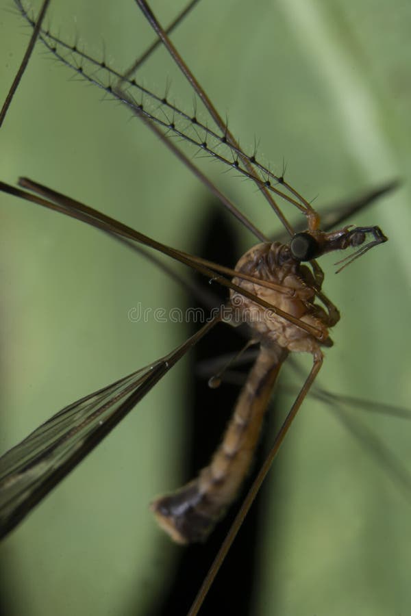 Tipula o mosquito gigante foto de archivo. Imagen de insecto - 253563664