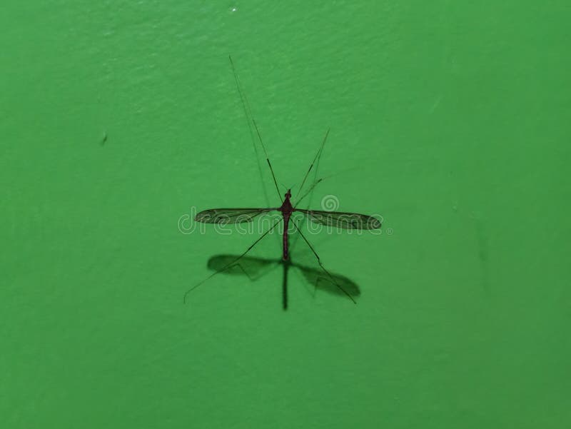 Tipuloidea, Tipula (Tipula) Paludosa. a Crane Fly Resting on a Green ...