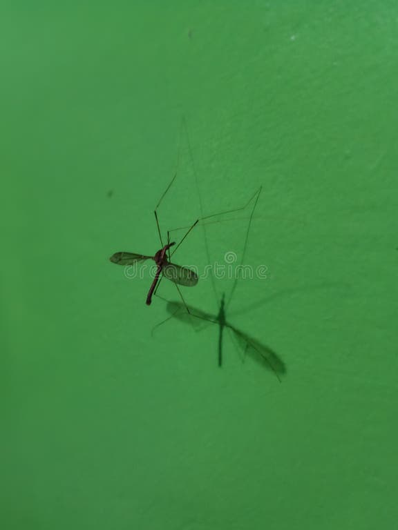 Tipuloidea, Tipula (Tipula) Paludosa. a Crane Fly Resting on a Green ...