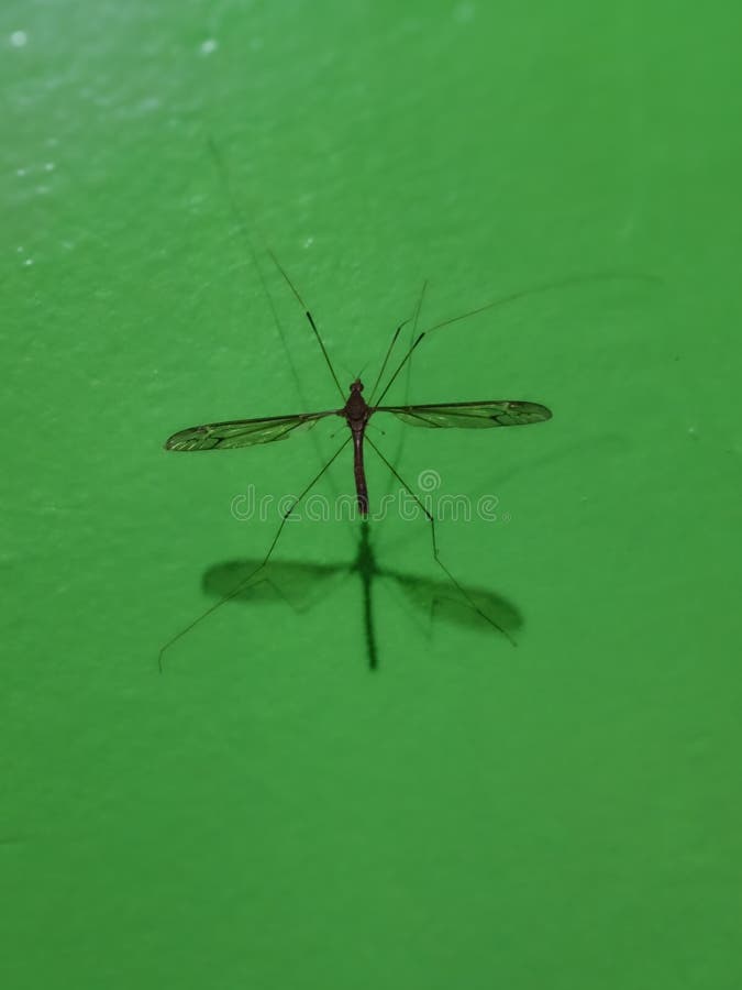 Tipuloidea, Tipula (Tipula) Paludosa. a Crane Fly Resting on a Green ...