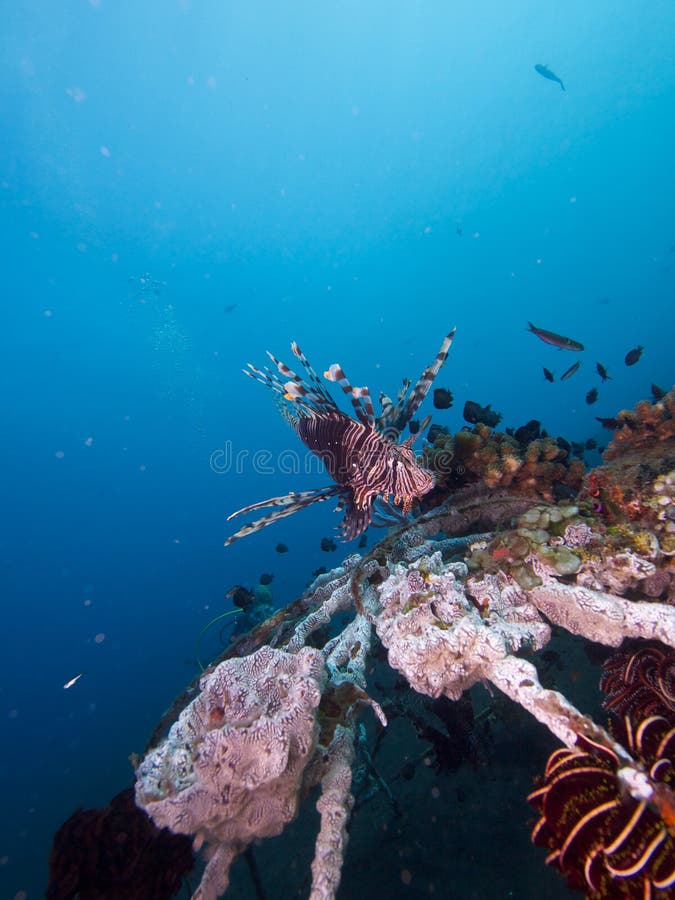 Tir Grand-angulaire De Lionfish Rouge Image stock - Image du bali ...