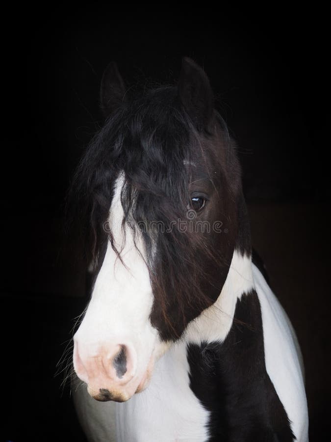 Cheval pie Headshot photo stock. Image of skewbald, domestique - 25067732