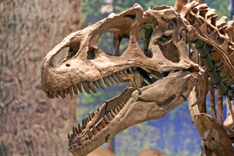 Tirannosauro Rex Dinosaur Head Immagine Stock - Immagine di feroce ...