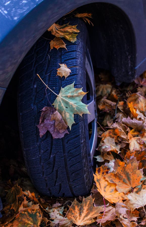 Tire in leaves stock photo. Image of autumn, empty, blurred - 102577422