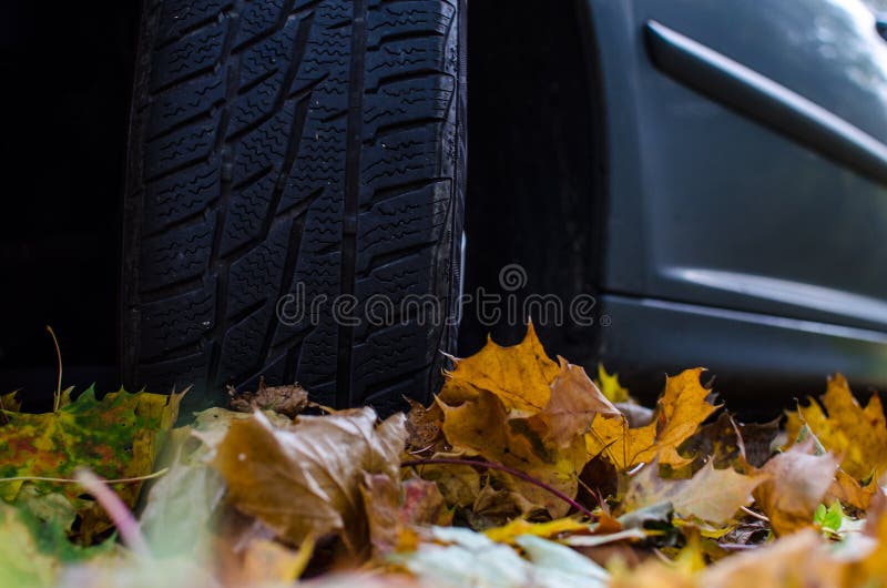 Tire in leaves stock image. Image of curve, alley, fall - 102577559
