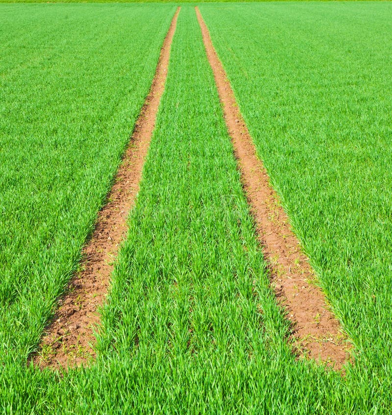 Tire Path in Field stock photo. Image of soggy, long - 20818522