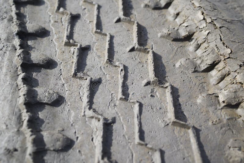 Ground Texture with Coniferous Needles for Background Stock Image ...