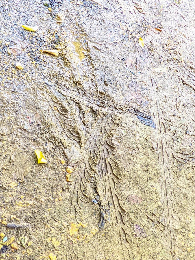 Tire Track on Muddy Areas after Rainfall Stock Photo - Image of debris ...