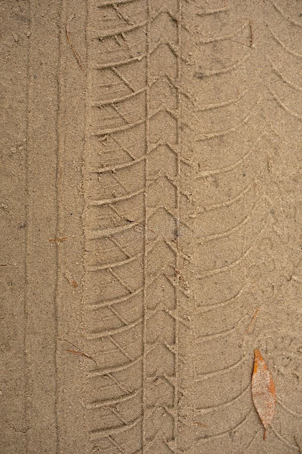 Tire Tracks of Car Wheels on a Sandy Road in a Forest with a Fallen ...