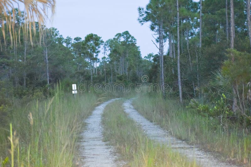 Tire Tracks on a Dirt Road in the Swamp Stock Photo - Image of ...