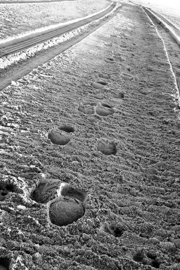 Tire Tracks and Footpirnts in Sand Stock Image - Image of monochrome ...