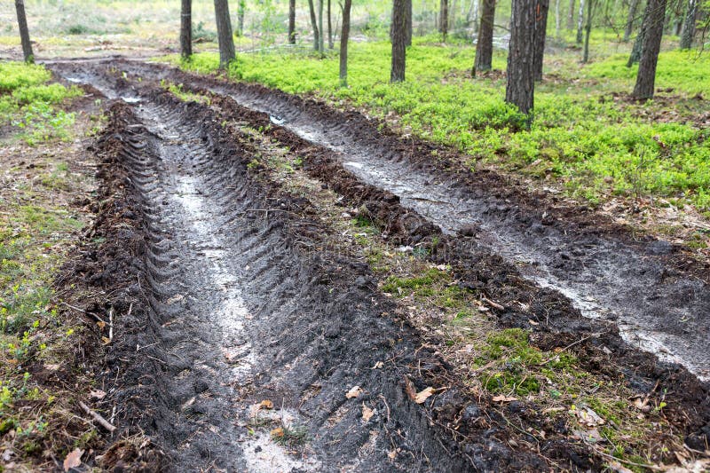 Tire Tracks on a Forest Path Show Signs of Recent Activity in a Natural ...