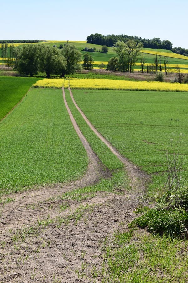 Tire Tracks in Green and Yellow Fields a a Swamp with Reed and Old ...