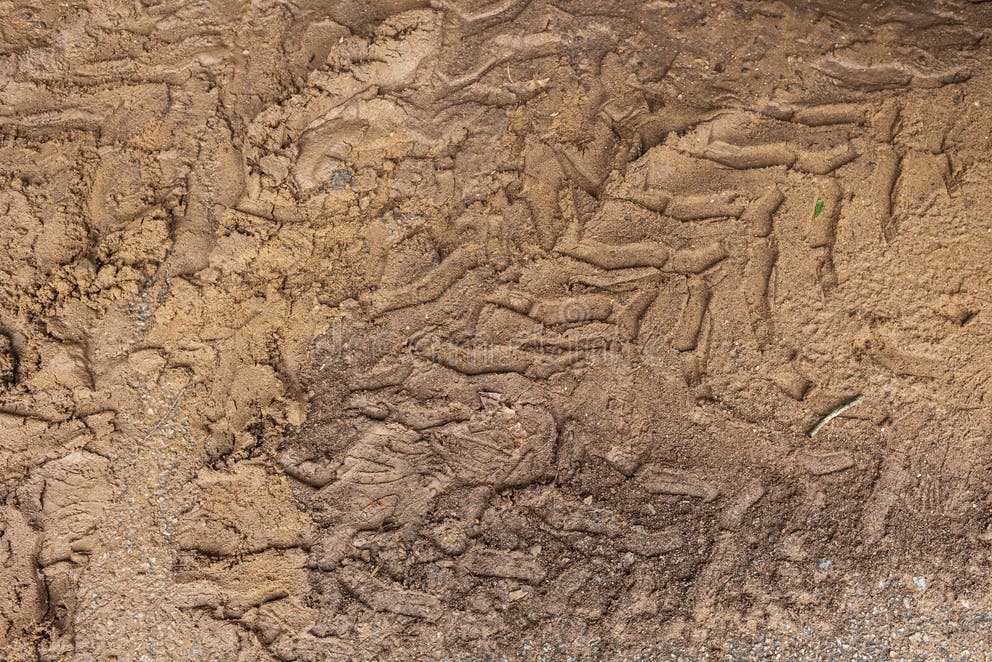 Tire Tracks Form Interestiing Pattern in Mud after Severe Storm Stock ...