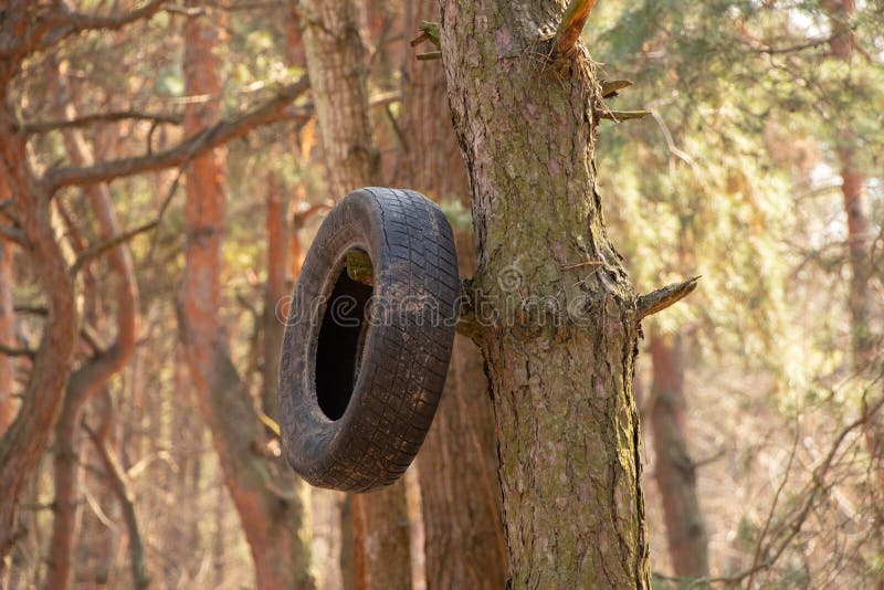 Tire on a Tree on Branches, Environmental Pollution Stock Image - Image ...