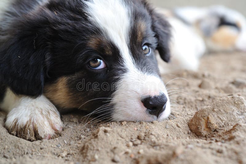 Tired Australian Shepherd Aussie Puppy Stock Photo - Image of ...
