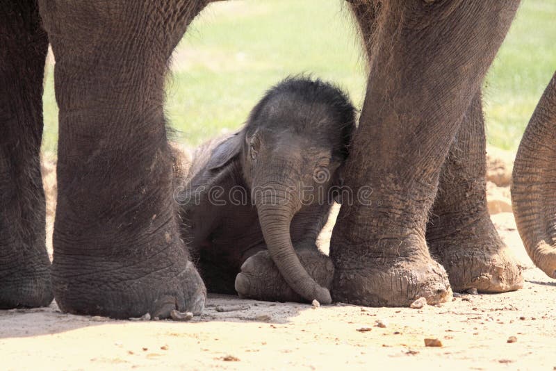 Orphaned elephants stock image. Image of baby, tusk, trunk - 20424331
