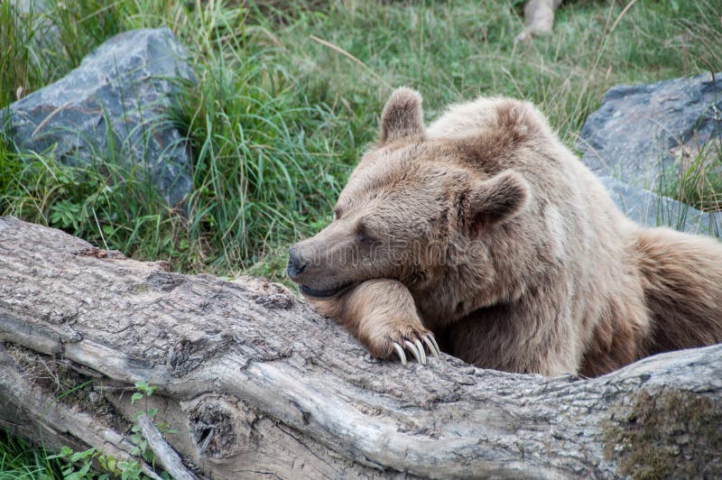 Resting bear stock photo. Image of huge, ears, sleep - 99293046