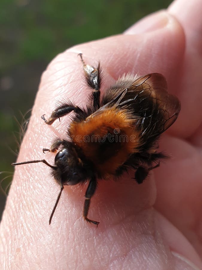 135 Tired Bee Stock Photos - Free & Royalty-Free Stock Photos from ...