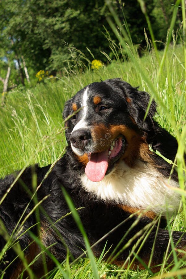 Orange/White Cat Portrait stock photo. Image of mammal - 3135340