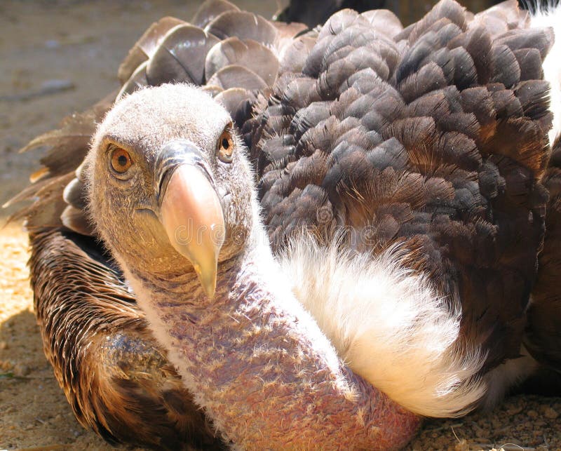 Tired bird stock image. Image of savage, eyes, peak, bird - 123143