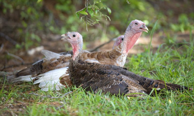 Tired birds stock image. Image of feathers, needles, gray - 26303813