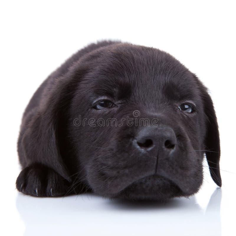 Black Labrador Retriever Puppy Dog Sleeping Stock Photo - Image of ...