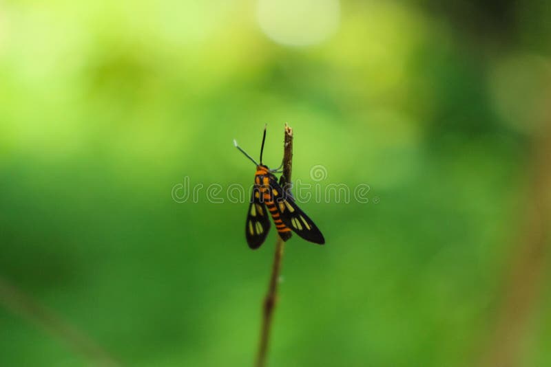 Tired bugs stock image. Image of macro, tired, creature - 86540681