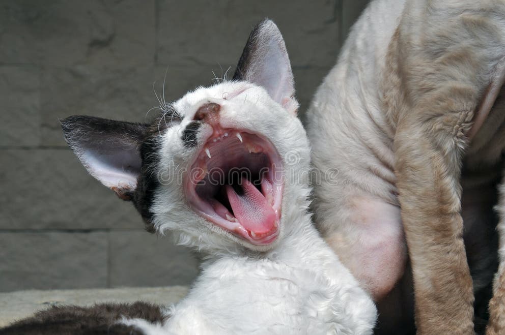 Tired cat stock photo. Image of yawning, mouth, wearness - 10587128