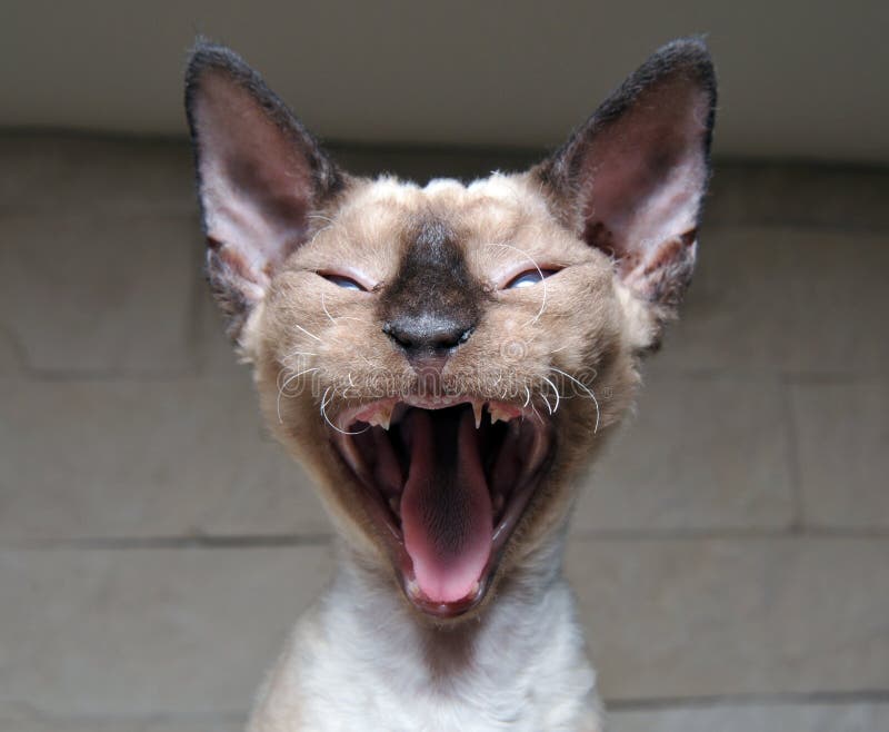 Tired cat stock image. Image of yawning, laughing, funny - 10588307
