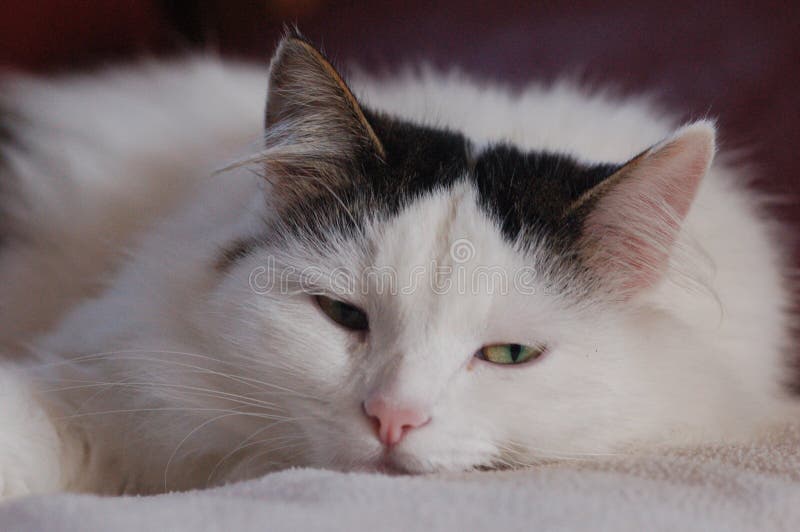 Tired cat stock photo. Image of canine, white, sleep - 11261892