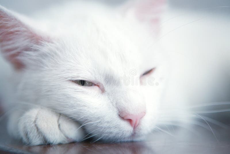 Tired cat stock photo. Image of pets, nature, domestic - 11584576