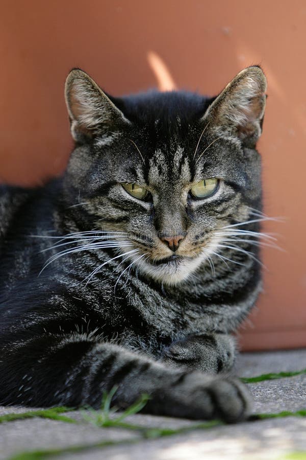 Tired cat stock photo. Image of fauna, watch, green, tired - 12901392