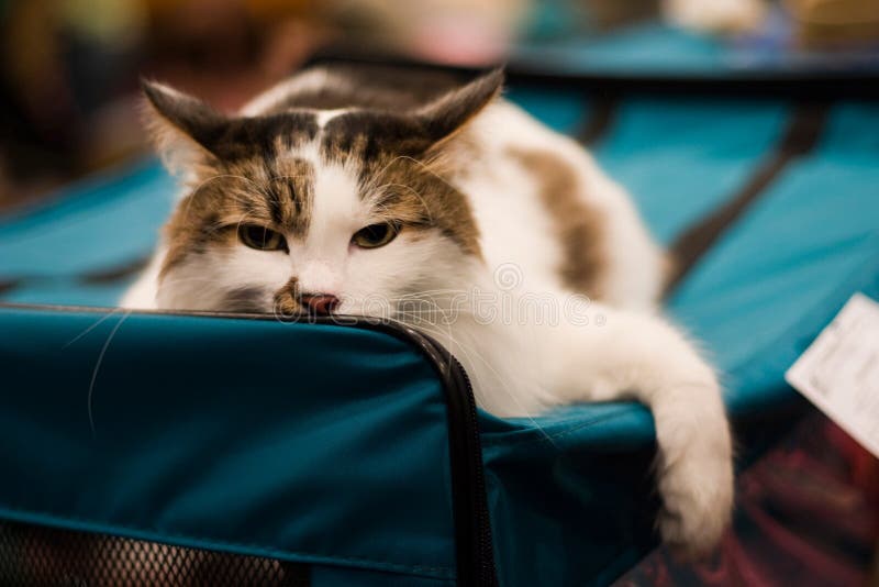 Tired cat stock photo. Image of beautiful, animal, funny - 5190980