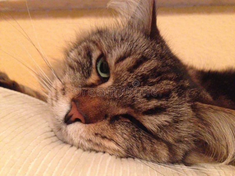 Tired cat stock photo. Image of close, looking, kitten - 63182632