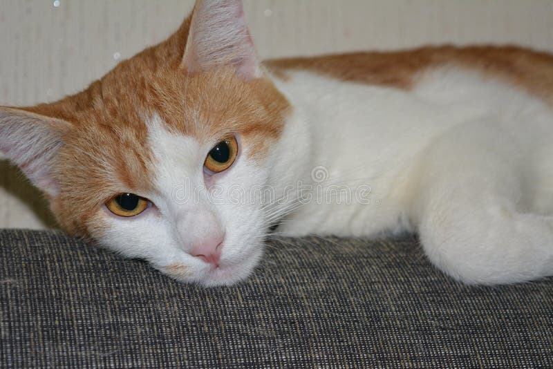 Tired cat stock photo. Image of moldova, love, dangerous - 87540822