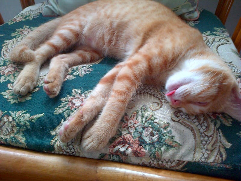 So TIRED cat kitten stock photo. Image of tired, carnivore - 219702040