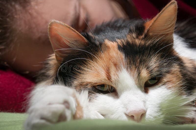 Tired cat look stock photo. Image of hairy, pets, animal - 51741948