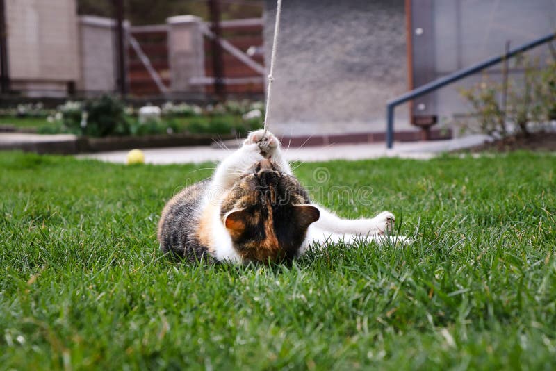 Tired Cat Playing with String in the Garden Stock Image - Image of ...